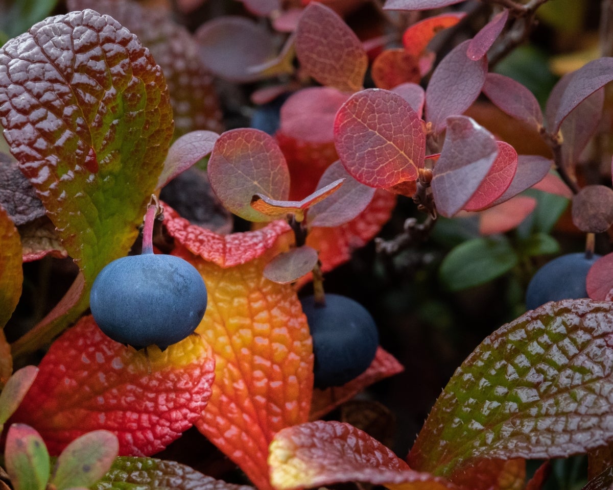 Peterson's Point Lake Lodge | Edible Wild Berries of Point Lake
